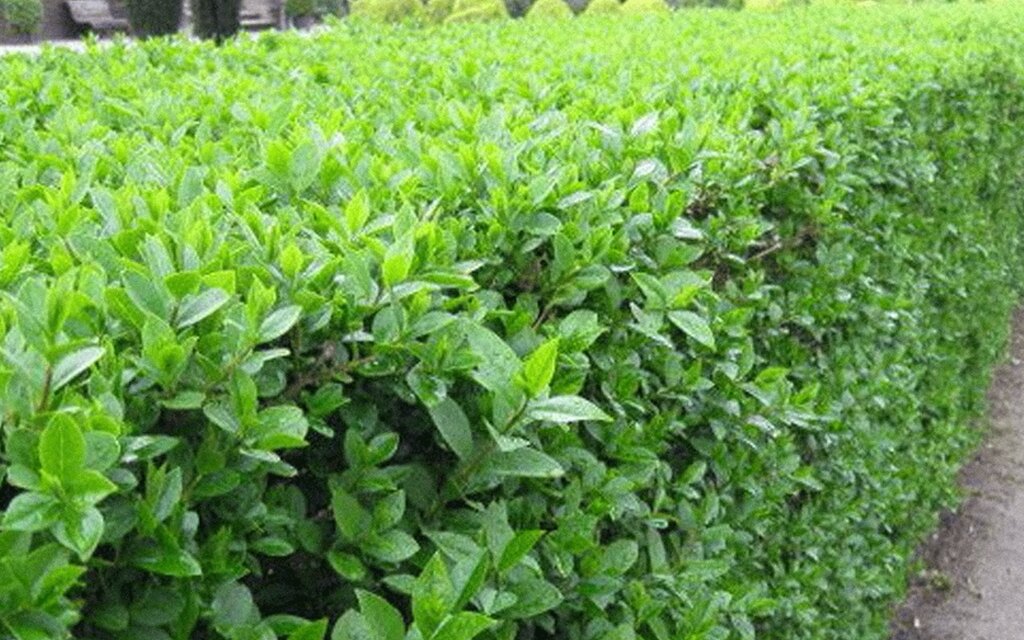 Top 5 Box Hedging Alternatives